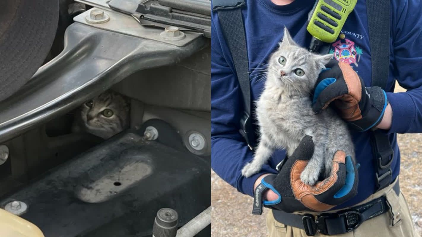 I looked into the engine compartment of a car and suddenly a 'cat head ...