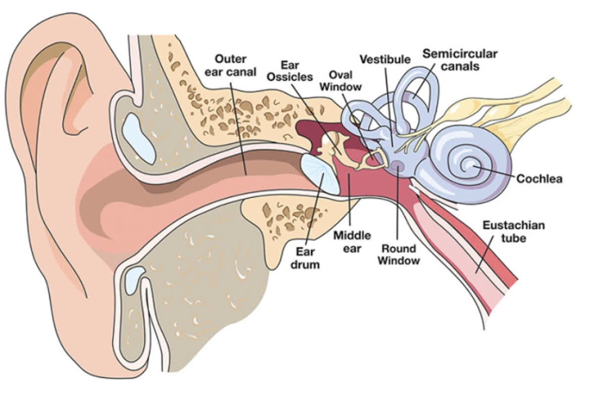 Ear Structure Roles and Functions of the Ear Anatomy Diving and ...