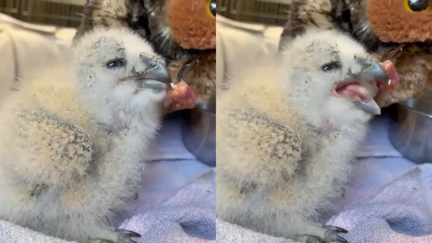 Una cría de búho, separada de su madre tras caer de su nido, se ...