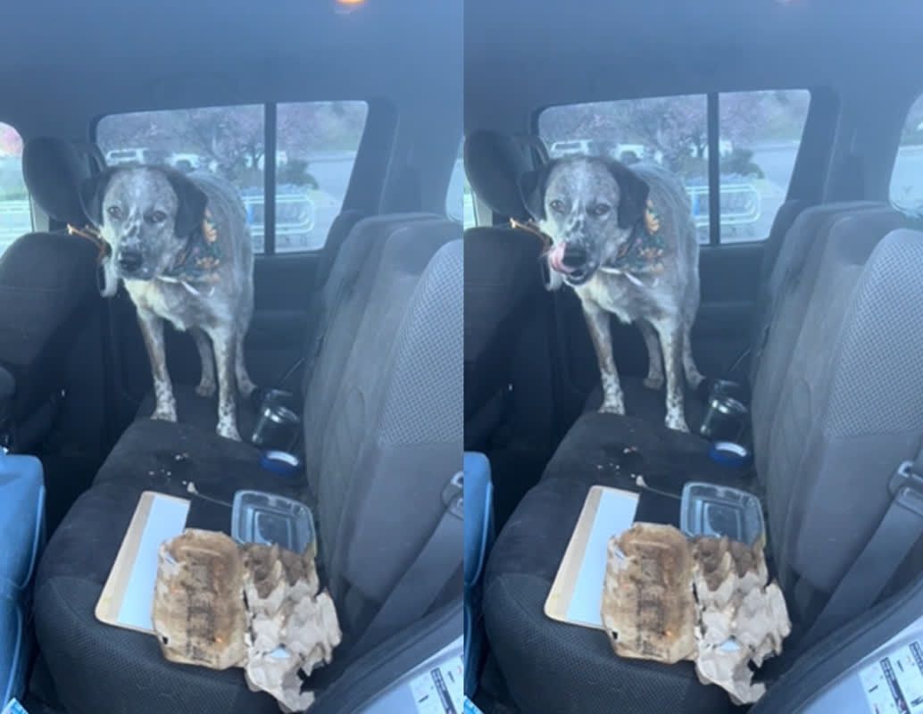 Estuve fuera un momento y el perro 'reventó' un plato de huevos ...