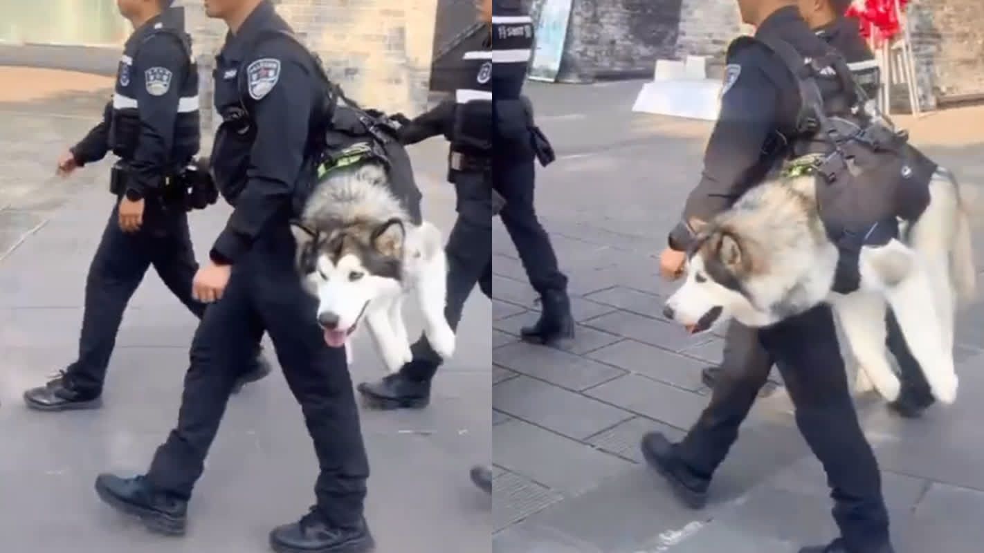 Police dog gets 'special treatment' while on patrol... 'I'm a bit feverish'