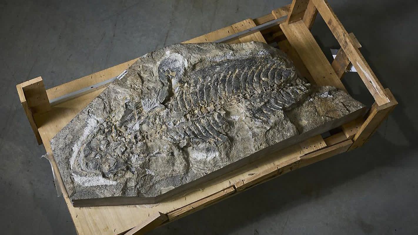 '2 million year old lizard fossil' to be exhibited at Australian Museum ...