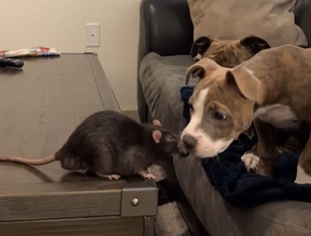 "A rat that thinks it's a 'dog'"... looks calm even when it's with a ...