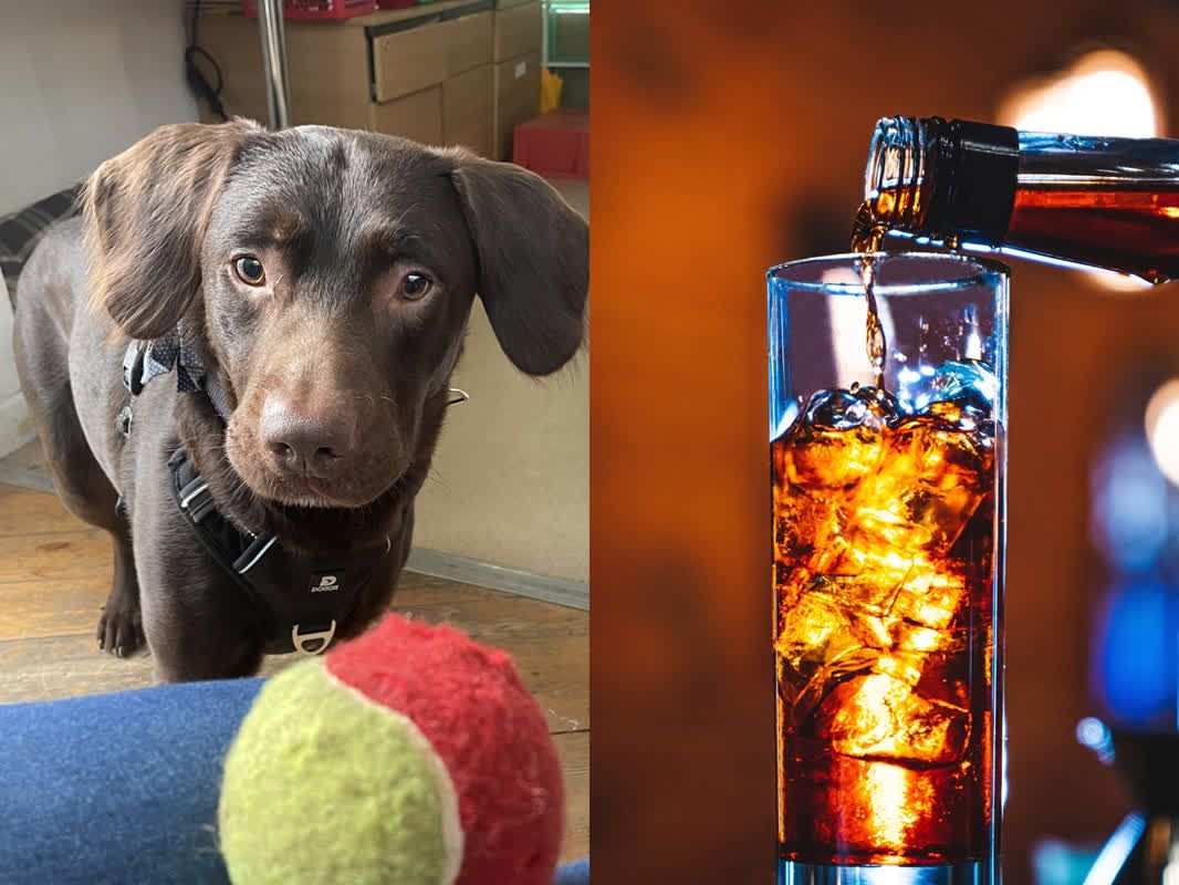 'Dogs can become addicted to alcohol too' World's first 2-year-old dog ...