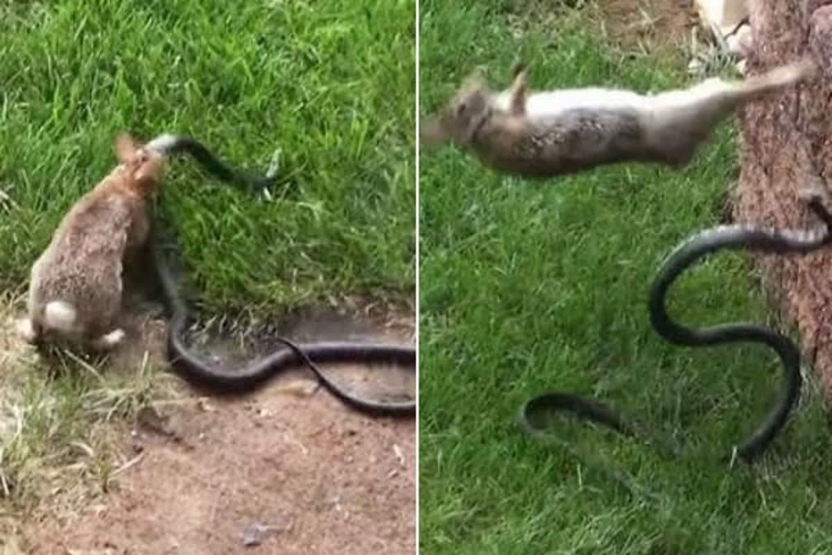 A mother rabbit fights fiercely, risking her life, when a snake tries ...