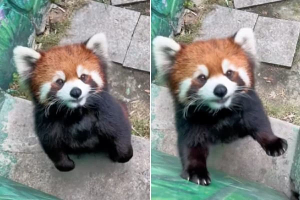 Ein roter Panda, der drängt: „Beeil dich und gib mir etwas zu essen ...