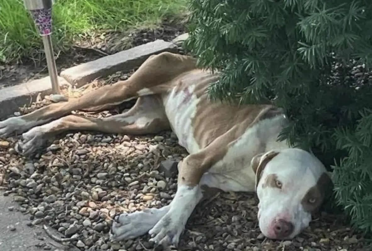 Abandoned dog that collapsed in the yard of a house without the ...