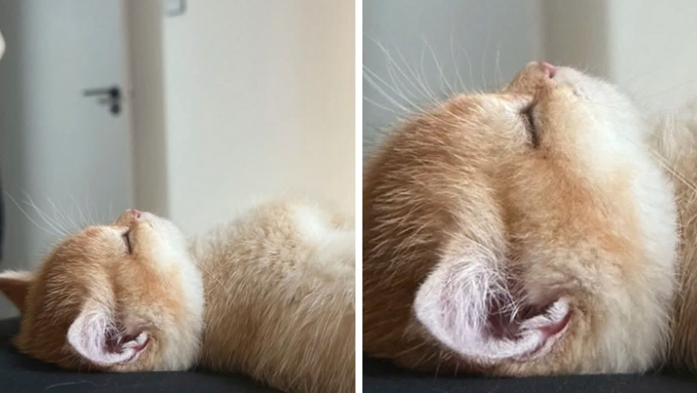 "Have you ever seen a cat napping so comfortably?"