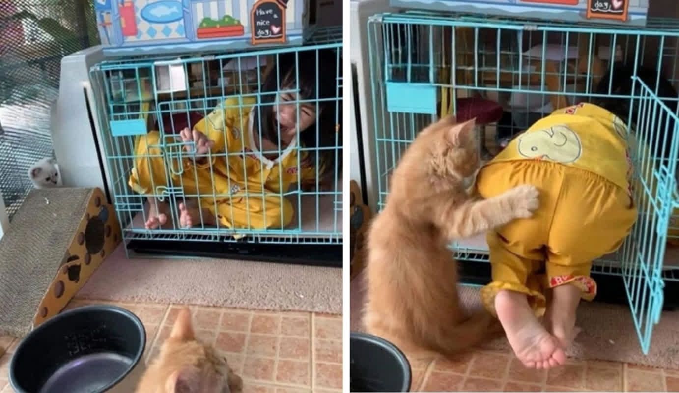 The little butler who believed the cat and went into the cage, but then ...
