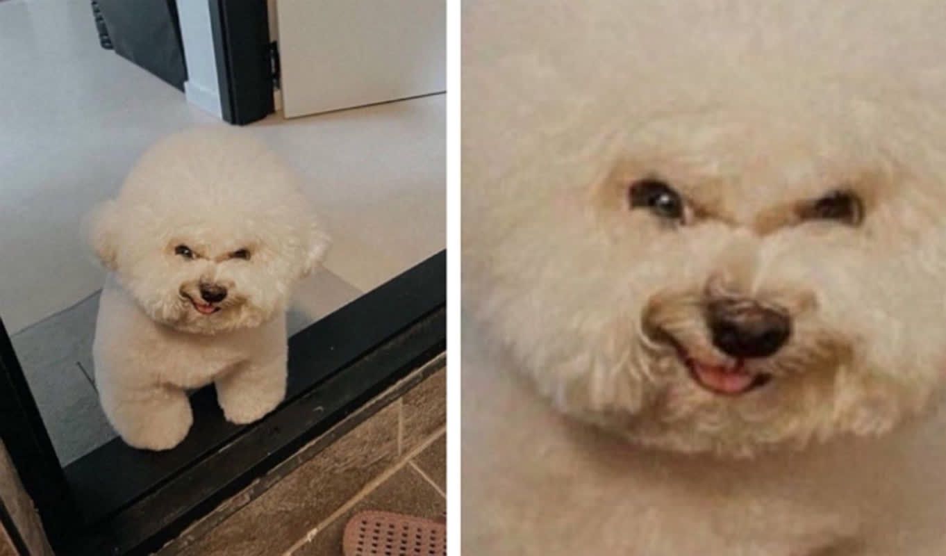 Lo más aterrador es cuando el perro hace esa mirada, preguntándose qué ...