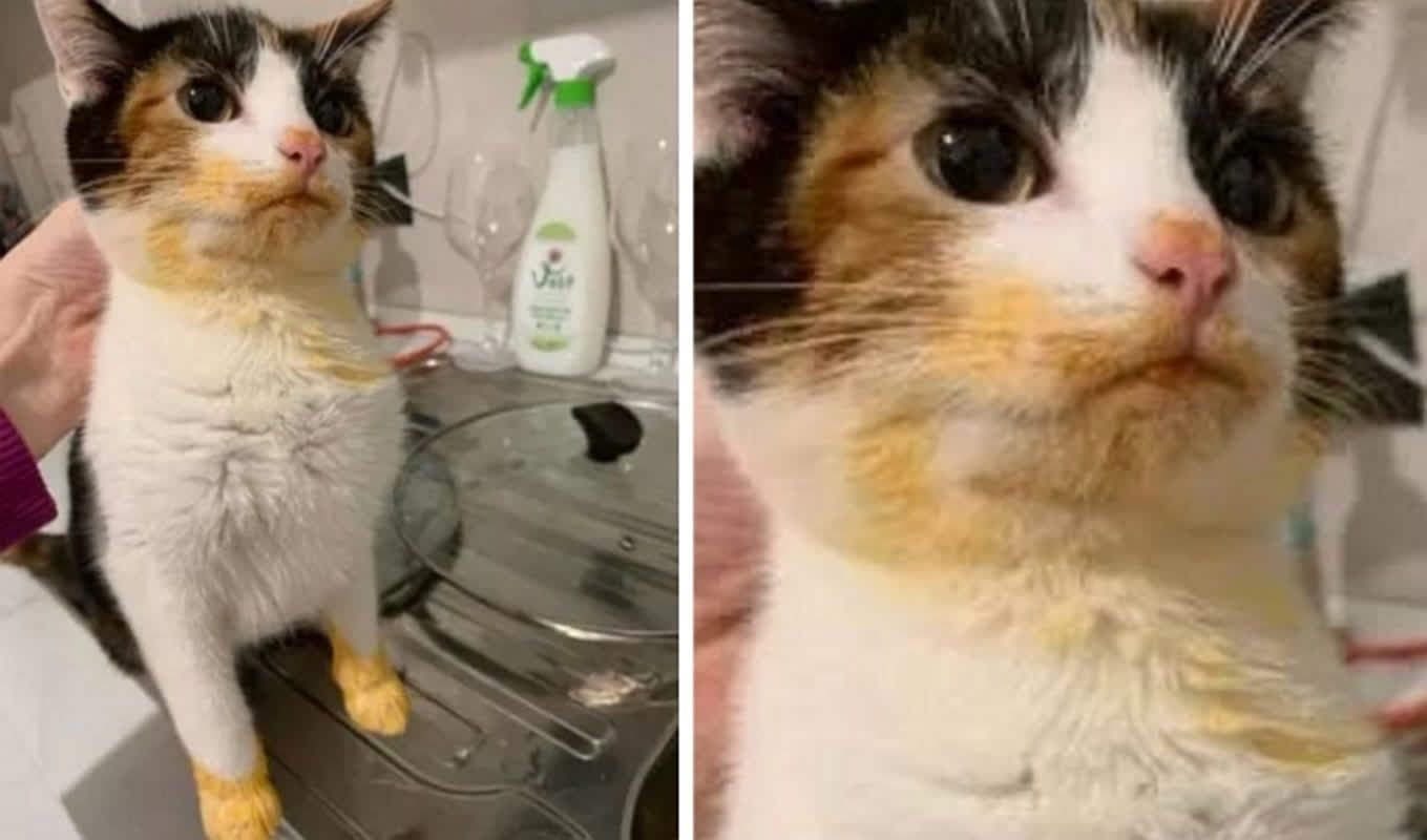 I'm really scared of what kind of accidents my cat might have had when ...