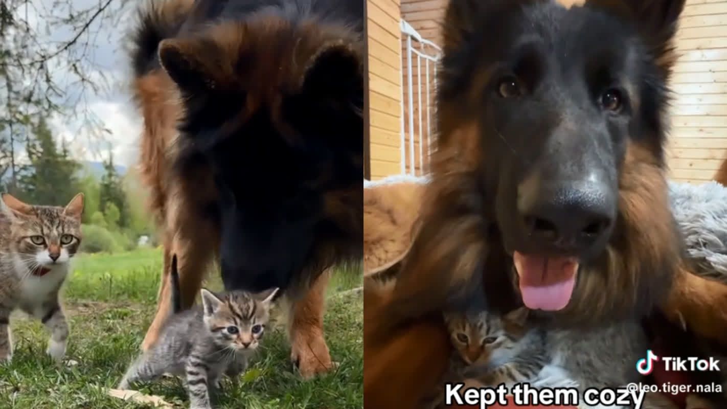 El pastor 'Golden Dog', que era hiperactivo, cambió tras cuidar a un gatito