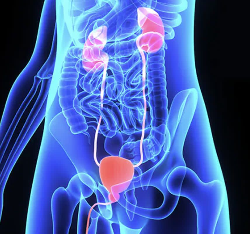 Testicular Pain Chronic Scrotal Disease Causes and Symptoms Analysis