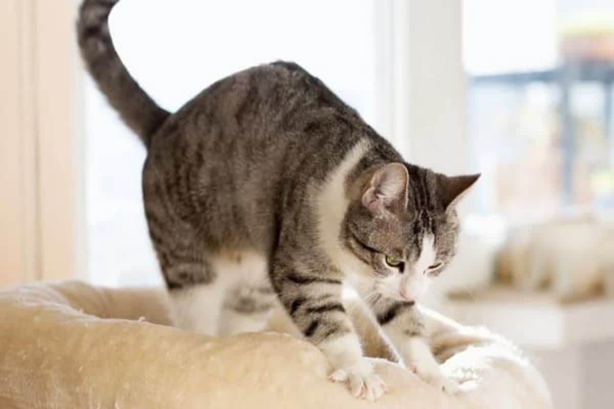 Five Meanings Behind the Kkukkuk That My Cat Presses with His Front Paws