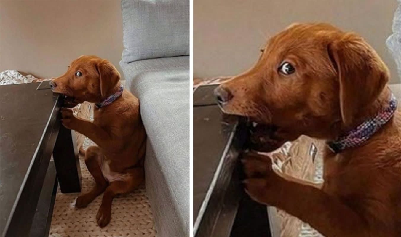 Un perro muerde una mesa sin que su mamá lo sepa y luego se congela ...