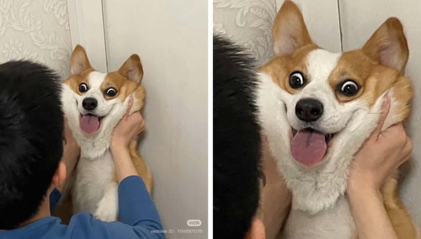 My dog is currently getting scolded for causing a major accident.