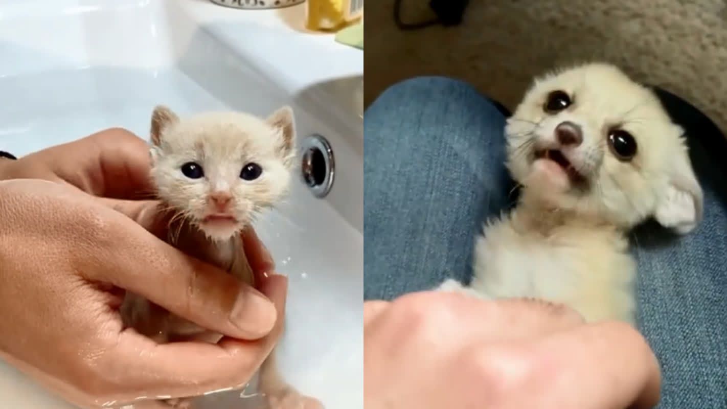 아기 고양이를 구조했는데 점점 귀가 커지더니..상상도 못 한 동물의 정체 | 노트펫