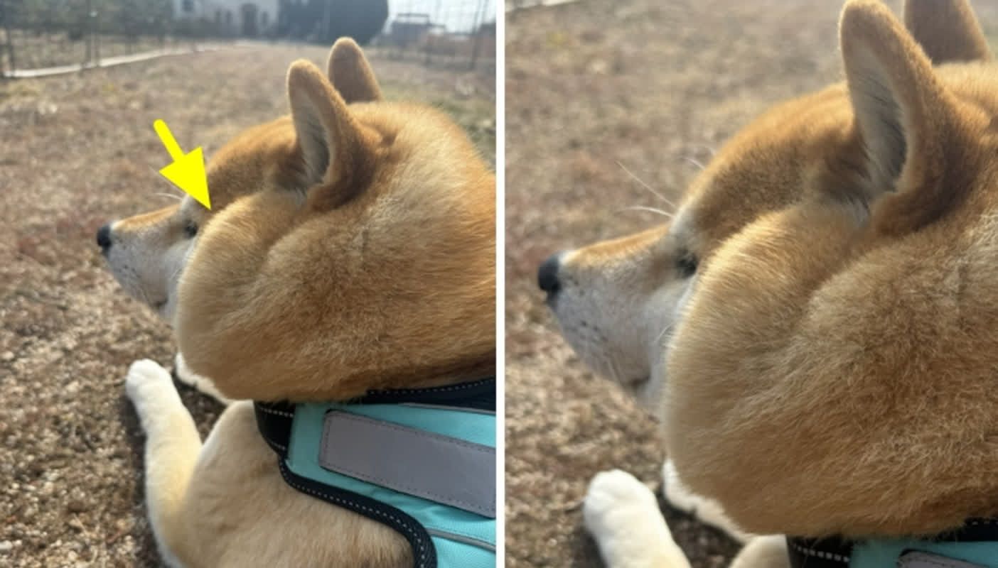 "추워서 댕댕이 산책을 많이 못했더니 살쪘는지 볼이 곧 터지겠어요"