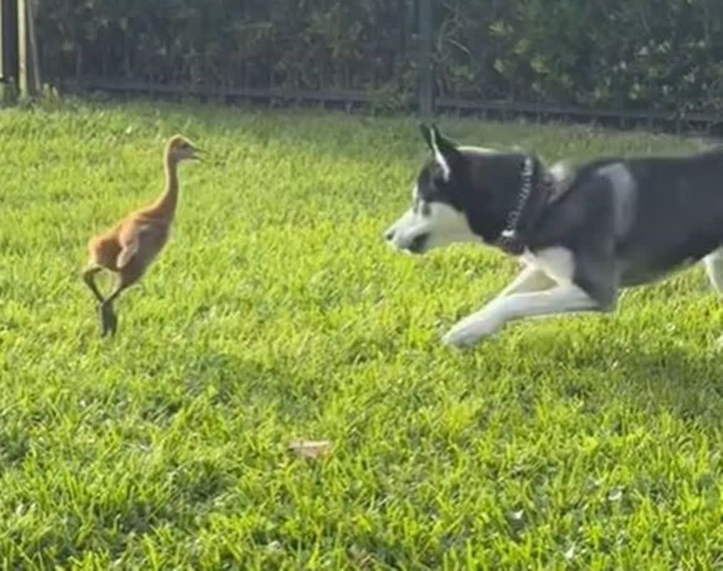 Un bébé oiseau affronte un husky, mini-moi prend les devants avec sa ...