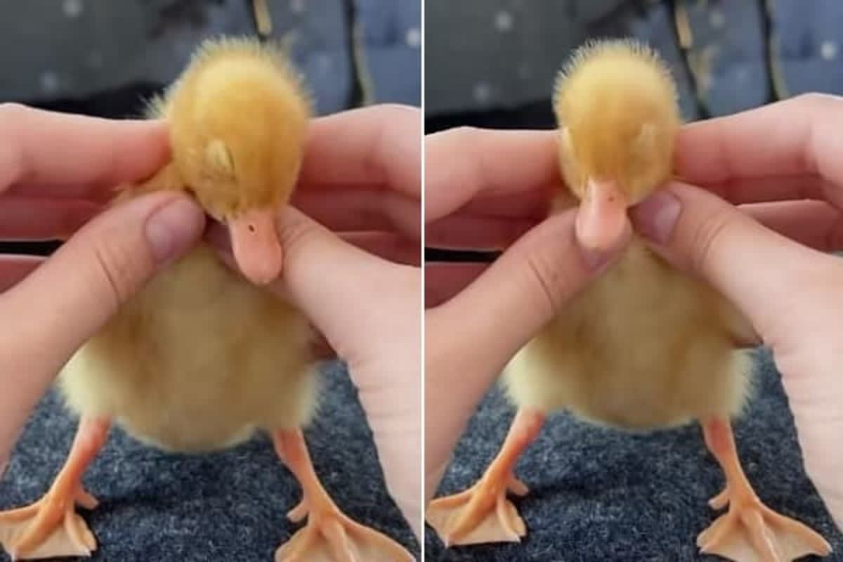 De baby eend opende zijn ogen ter plekke na een schoudermassage. Dat ...