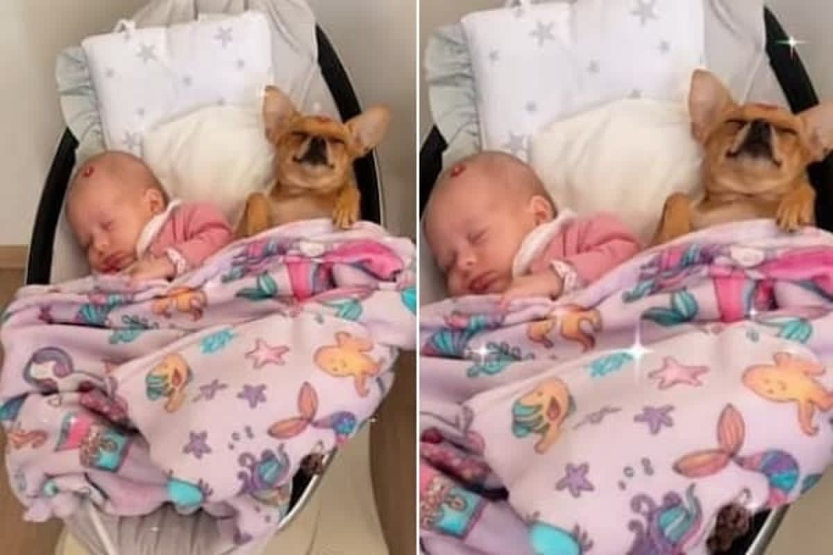 El perro que envidiaba al bebé que dormía en la cuna mecedora realmente ...