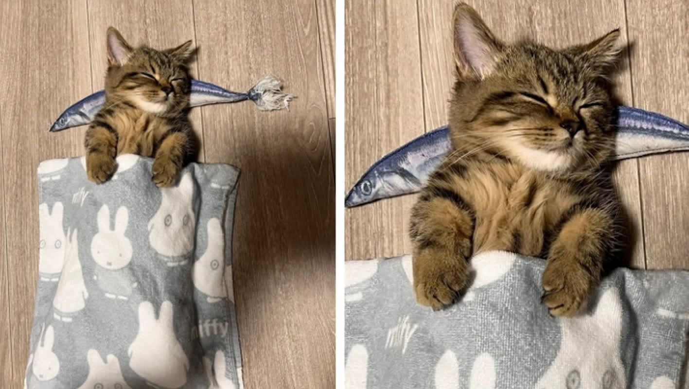 Give a fish pillow to a cat that is pestering you to play and it's all over