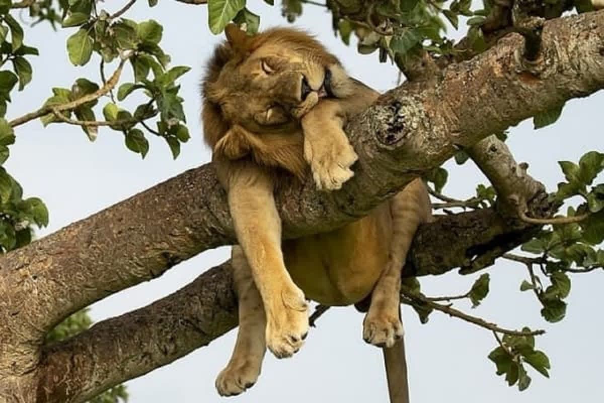 La humillación de un león que se quedó dormido con la panza fuera de un ...