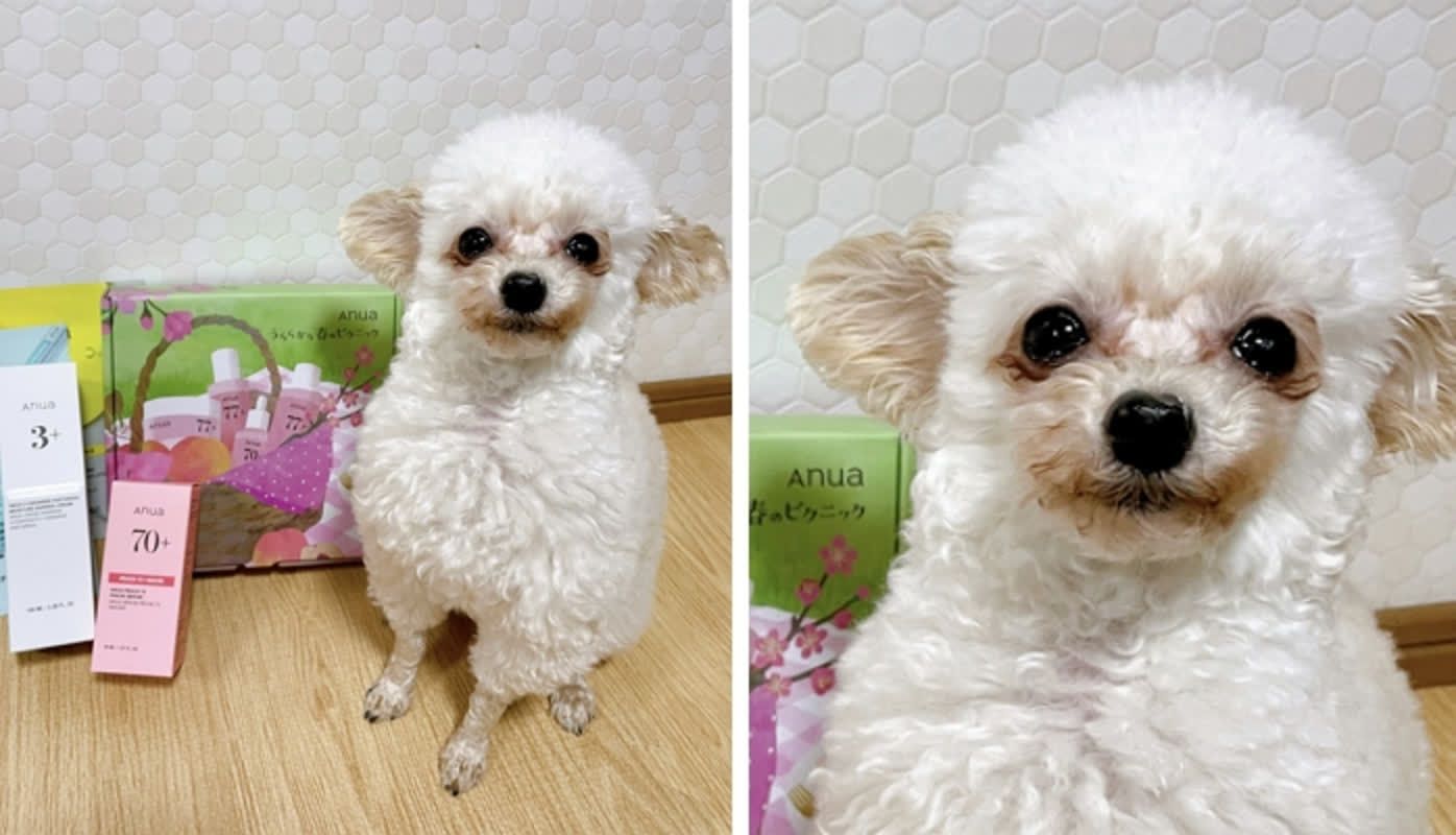 "I asked them to make my puppy pretty, and they made me a 'baby lamb'"