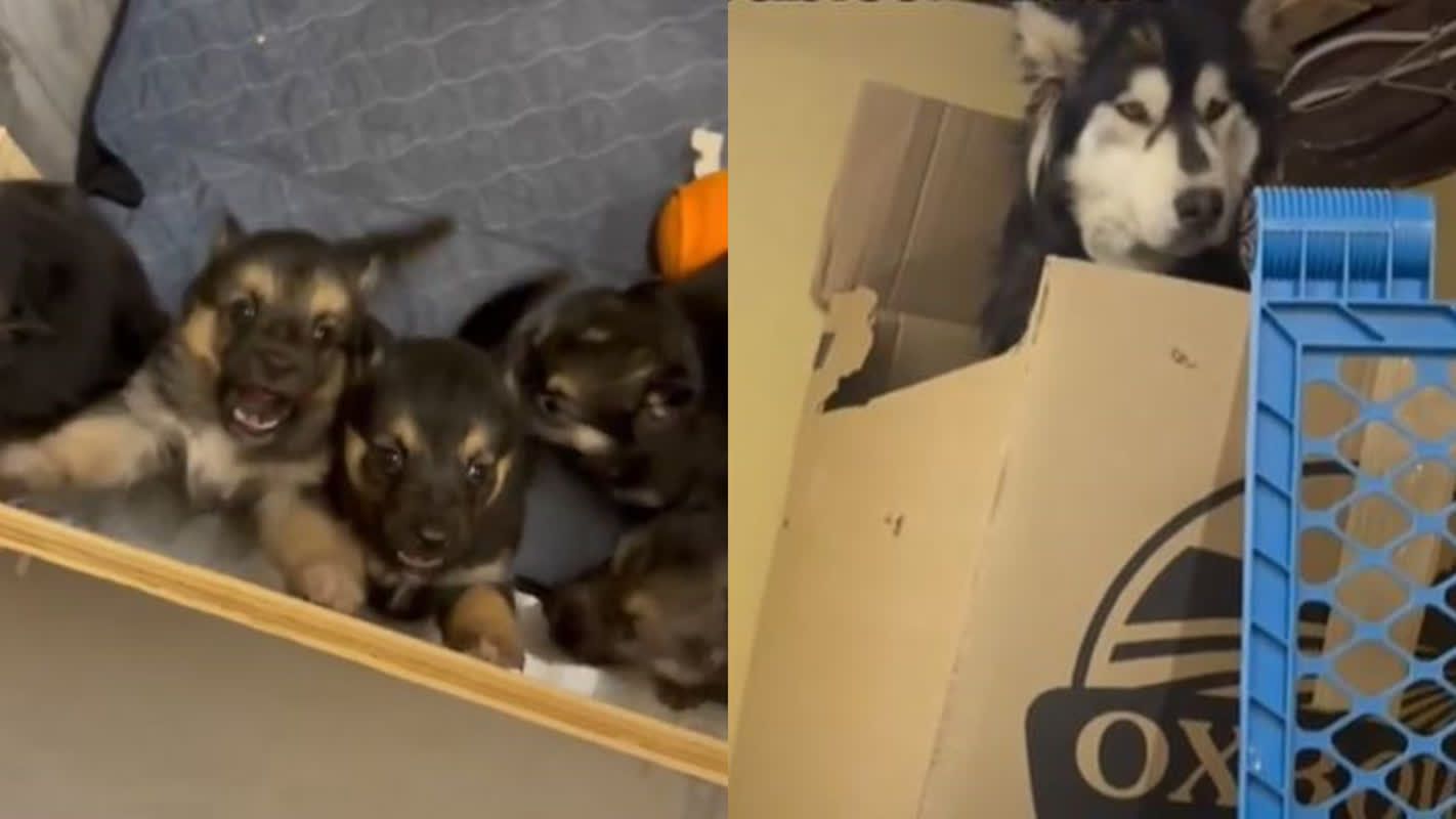 '육아 파업' 육아에 치여 지친 엄마 허스키, 자식들 피해서 상자 속으로