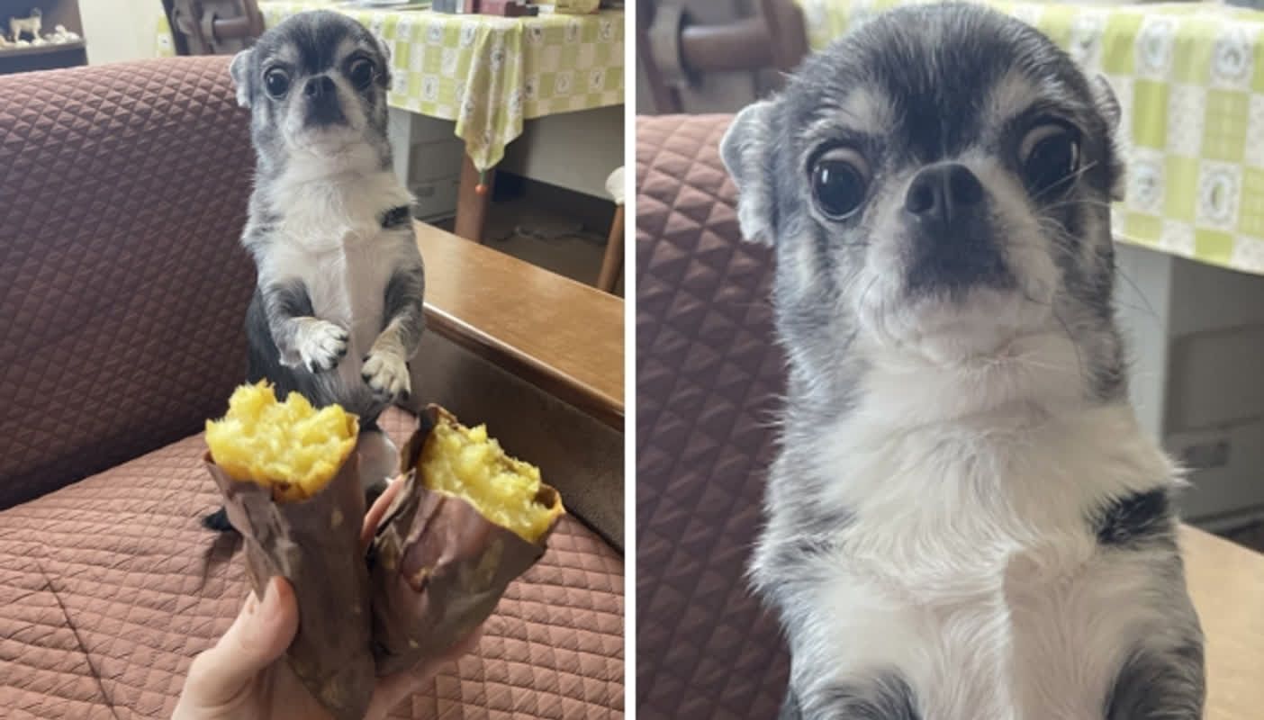 ¿Qué pasa cuando le muestras a tu perro una batata militar?