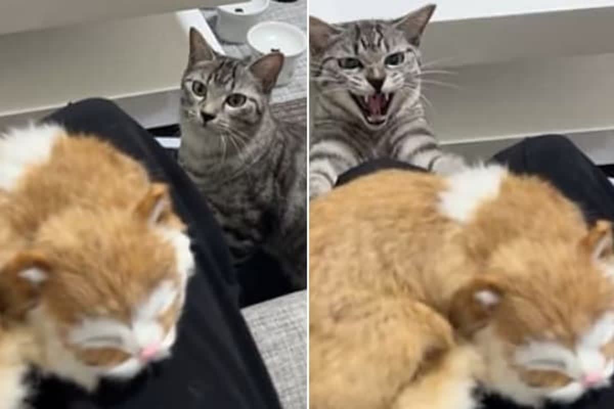 De reactie van de kat op de butler die zei dat de kat die hij voor het ...
