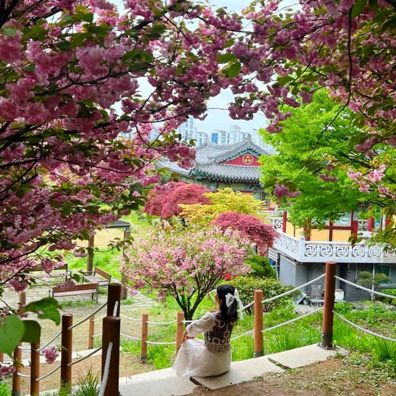 Gyeonggi-do Yongin Double Cherry Blossom Lieu célèbre Saison de ...