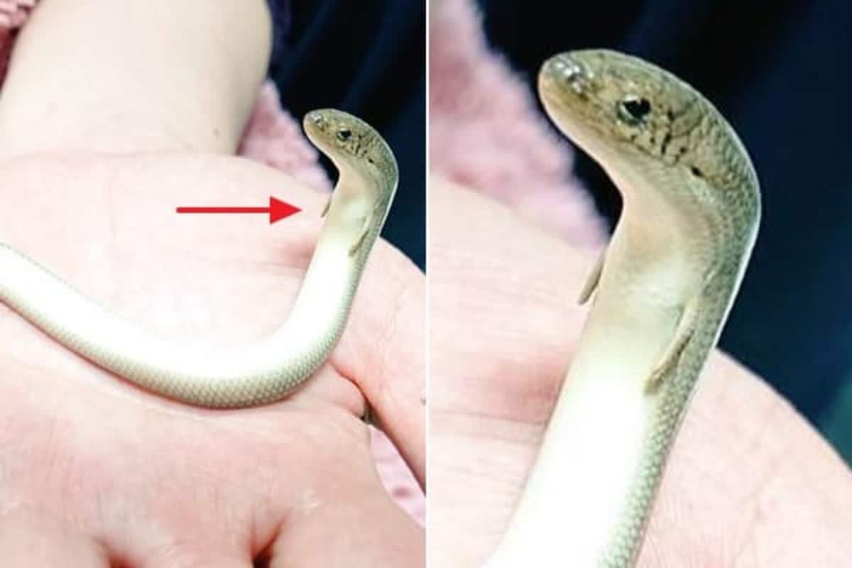 사진 합성인 줄 알았는데…진짜 존재하는 작은 팔다리 가진 뱀의 비밀 | 애니멀플래닛
