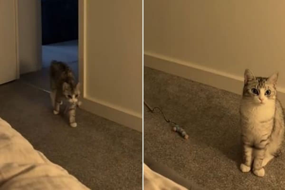 우는 집사 달래려고 장난감 물어온 고양이…눈물 쏟게 한 감동 장면 | 애니멀플래닛
